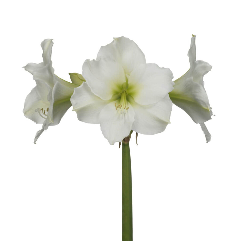 Christmas Gift - Hello Amaryllis
