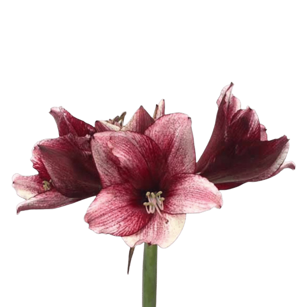 Daphne - Hello Amaryllis